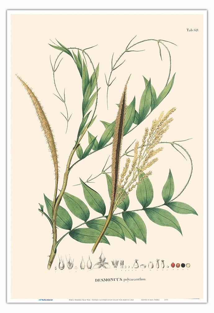 Brazil Bramble Palm Tree (Desmoncus Polyacanthos) - Vintage Botanical ...