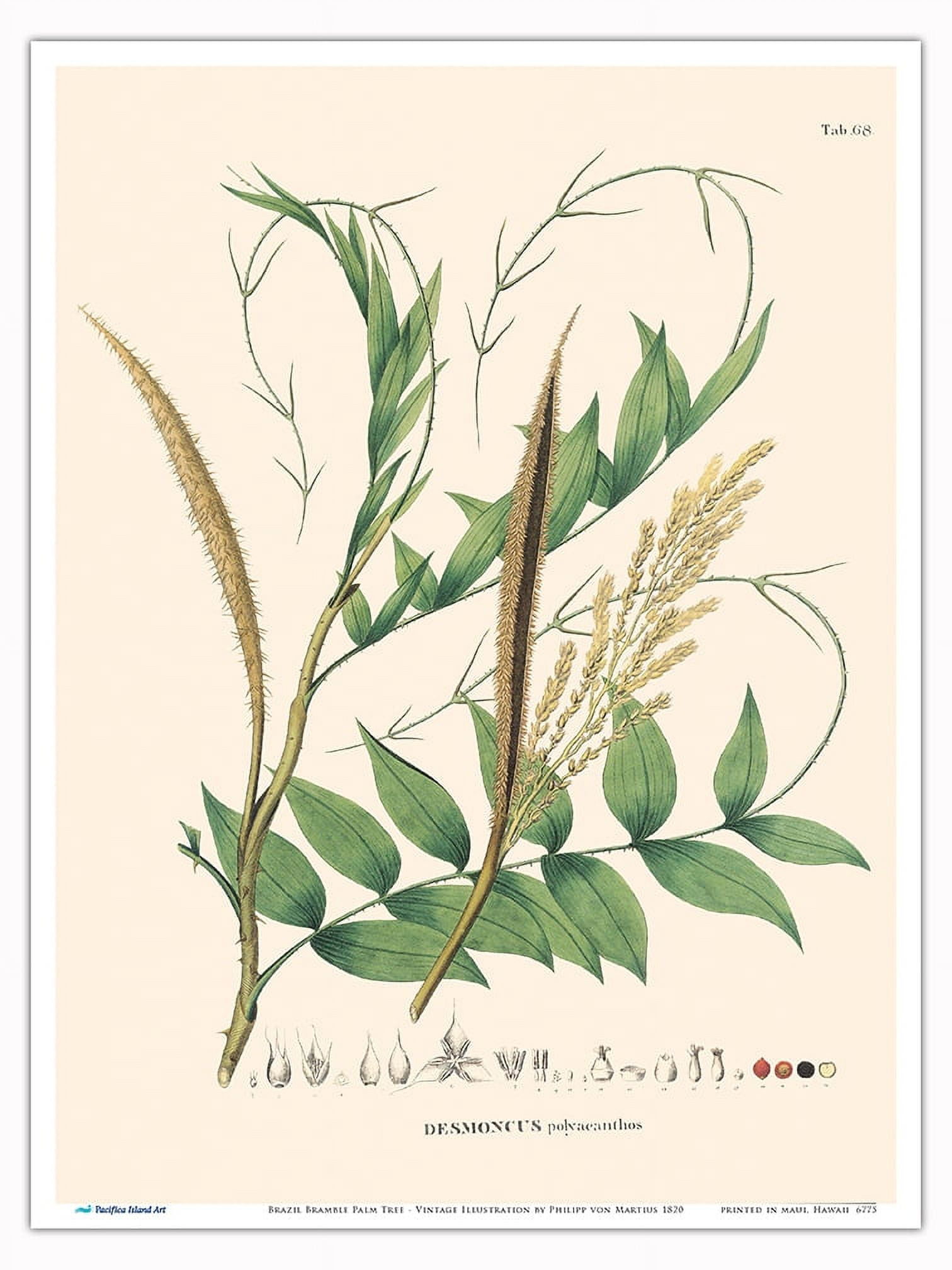 Brazil Bramble Palm Tree (Desmoncus Polyacanthos) - Vintage Botanical ...