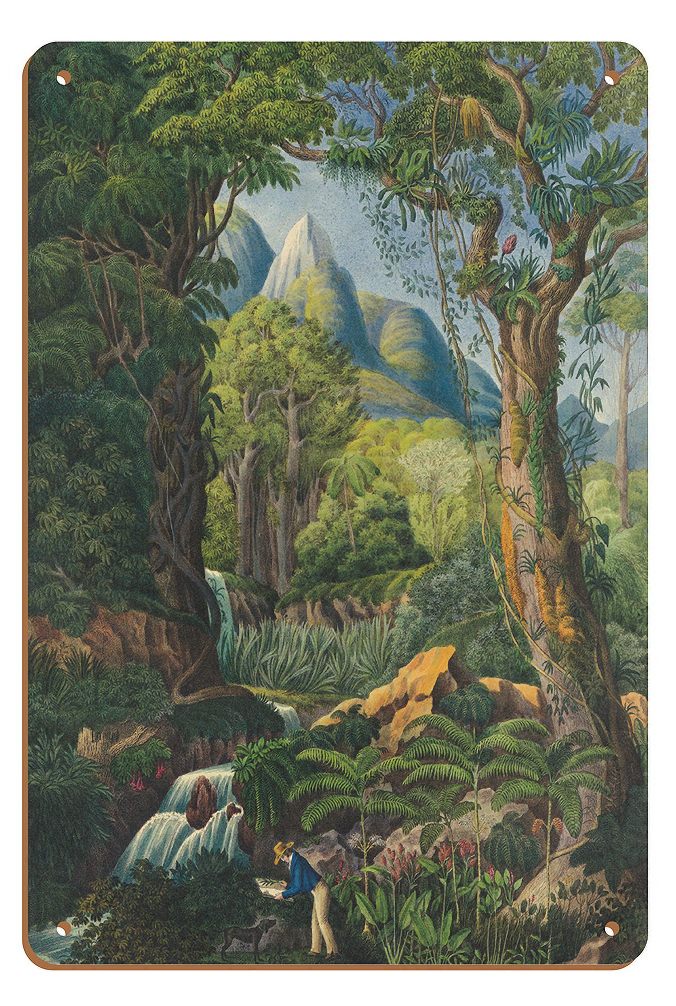 Brazil Forest - Zoologist Johann Baptist von Spix - Vintage Botanical ...