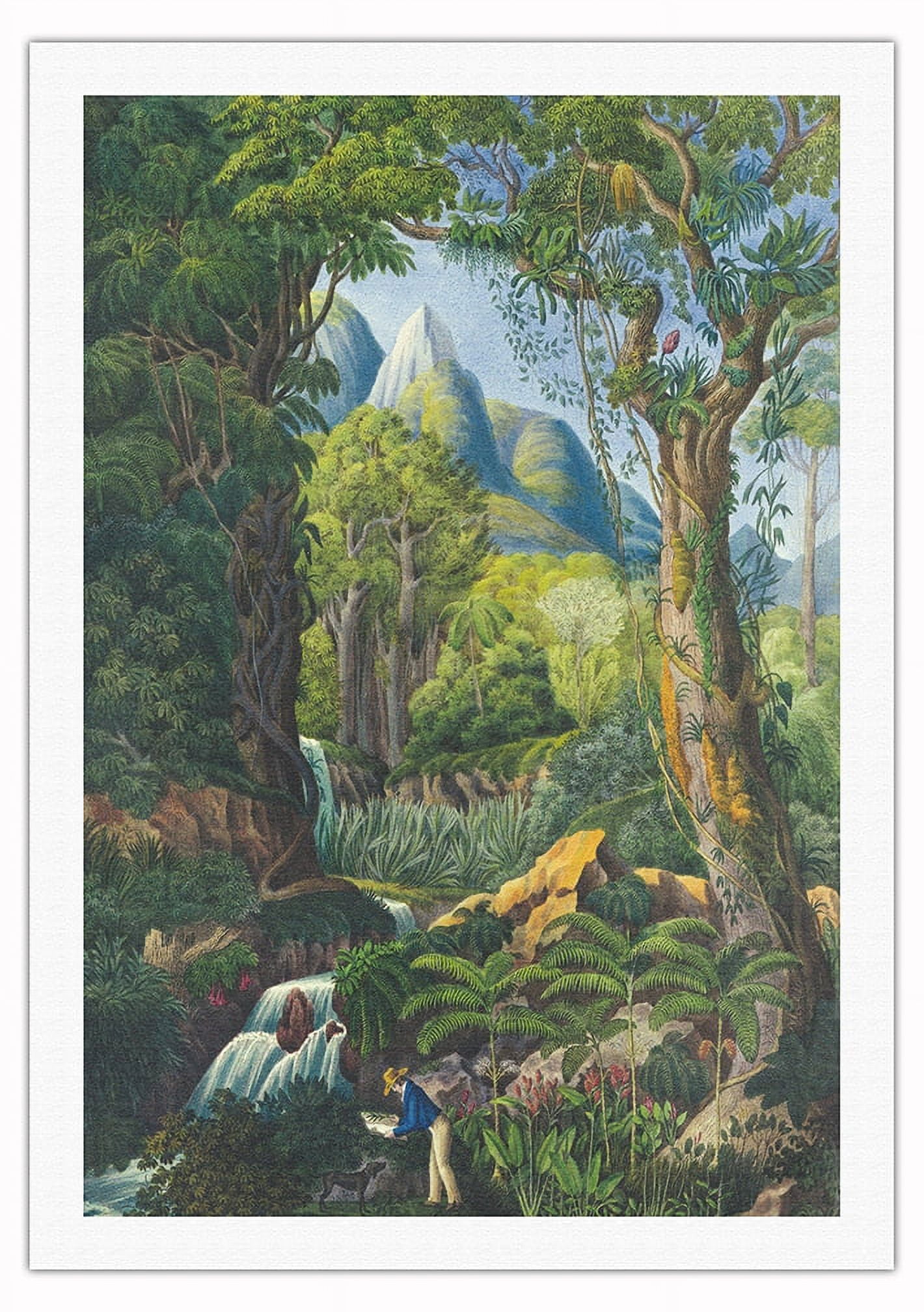 Brazil Forest - Zoologist Johann Baptist von Spix - Vintage Botanical ...