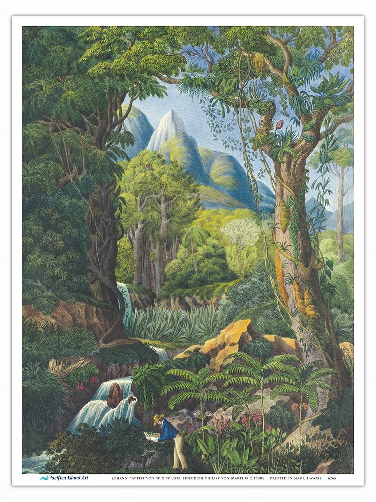 Brazil Forest - Zoologist Johann Baptist von Spix - Vintage Botanical ...