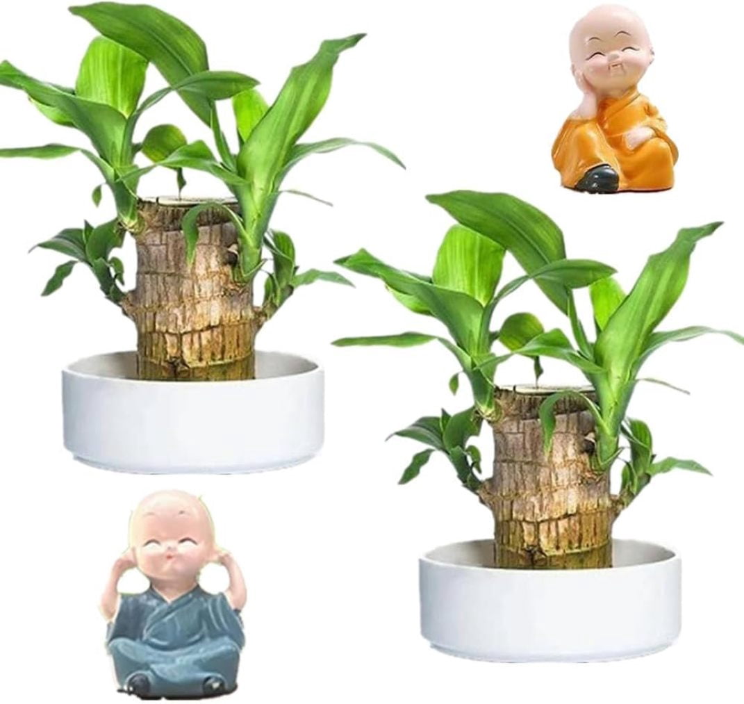Brazil Lucky Wood,Brazil Wood Plant,Brazilian Wood, Brazilian Wood ...