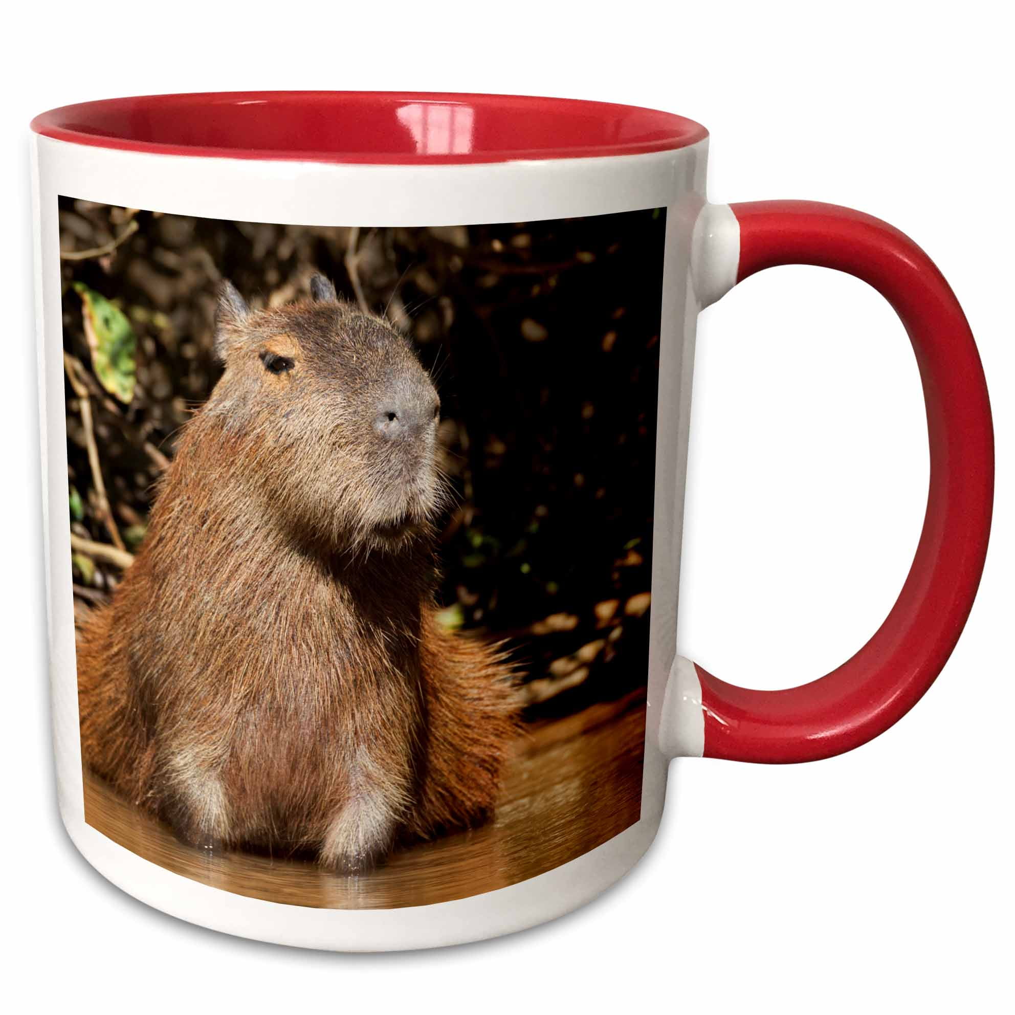 3drose, Brazil, Mato Grosso, the Pantanal. Capybara Sitting in Water ...