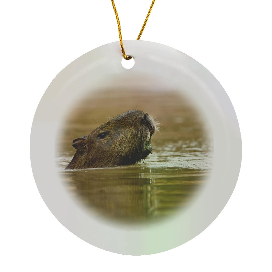 3drose, Brazil, Matto Grosso. Capybara Wildlife - Sa04 Jmc0046 - Joe ...