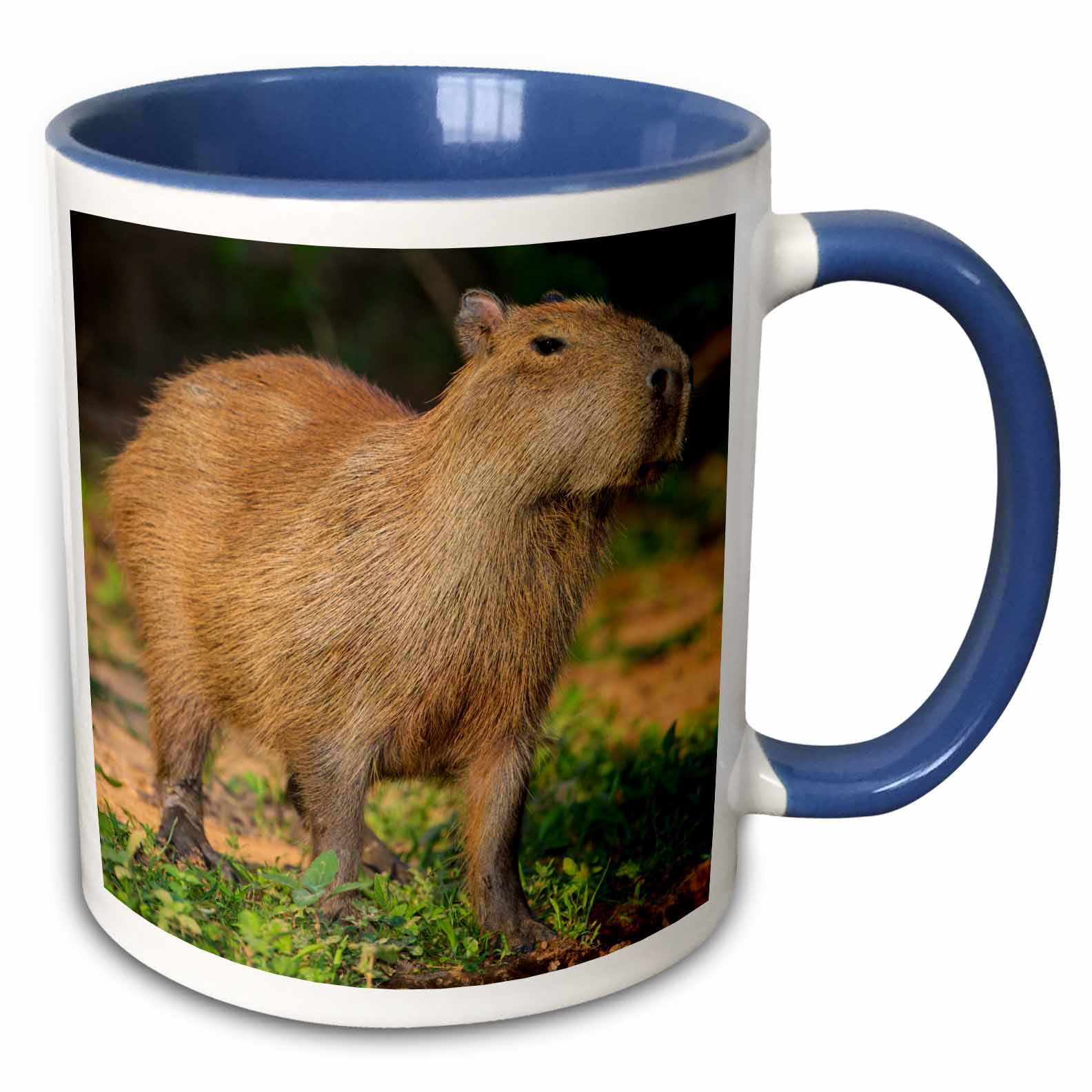 3drose, Brazil, Pantanal a Capybara Walking Proudly., 15oz Two-tone ...