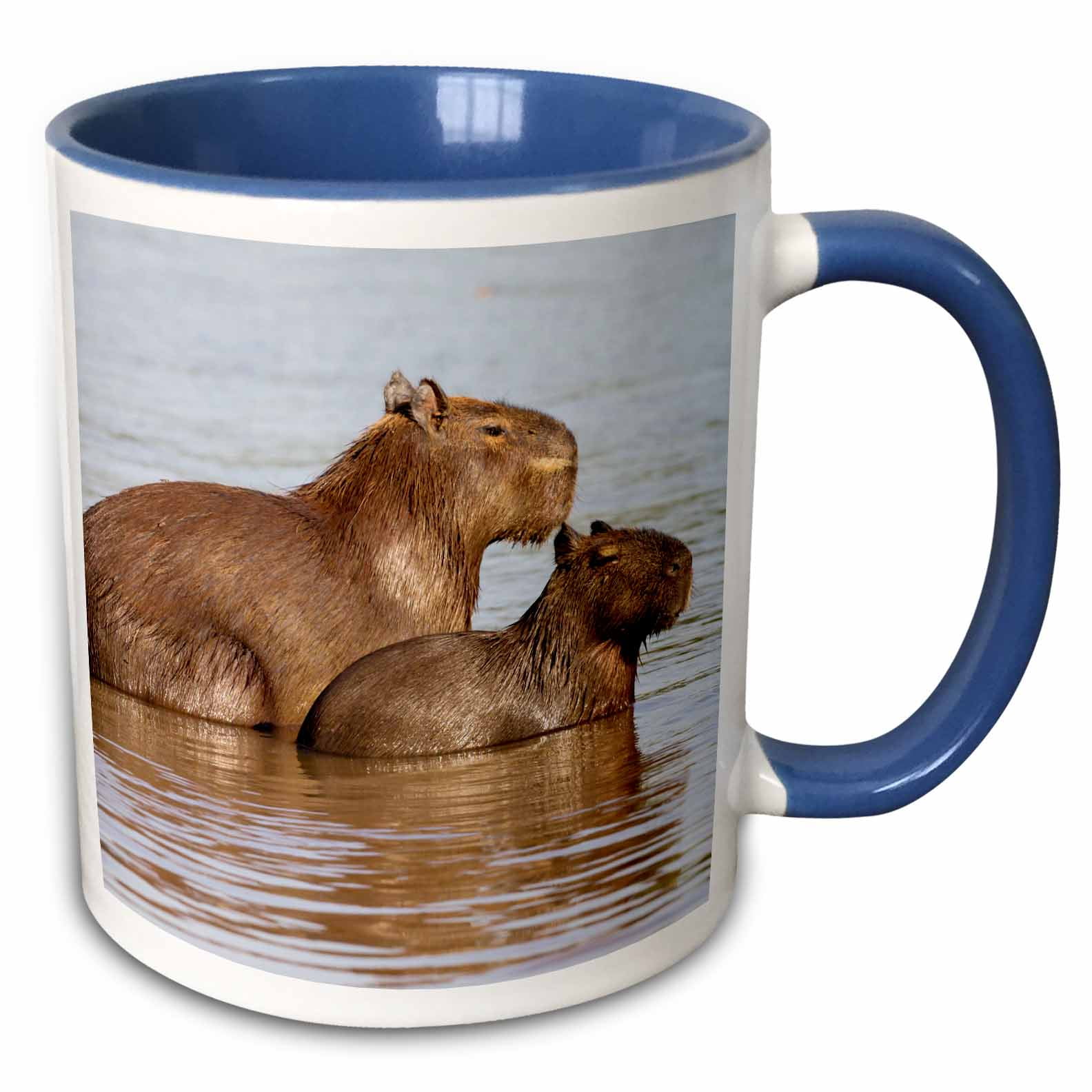 Brazil, The Pantanal, Adult capybara and young in the Rio Cuiaba. 15oz ...