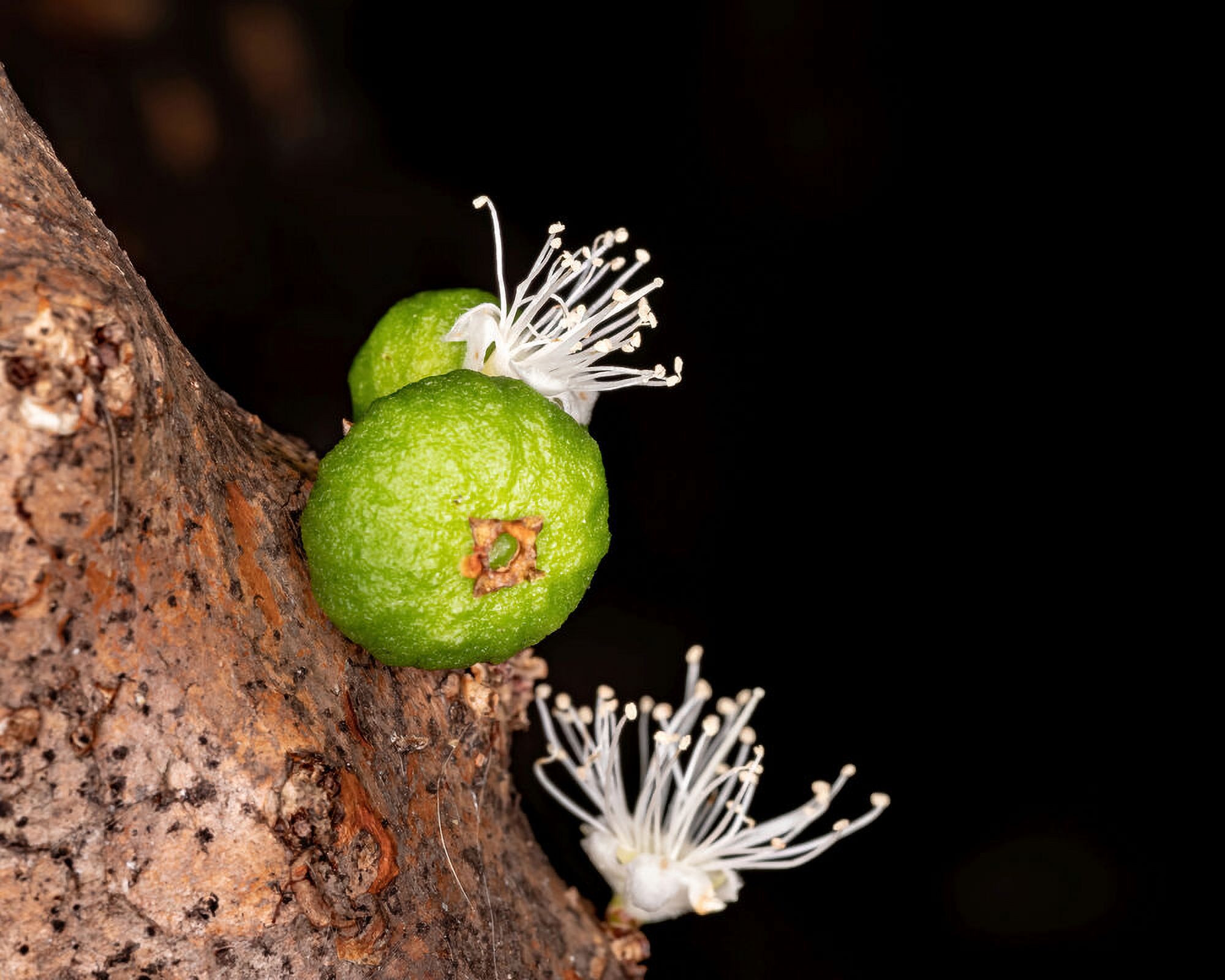 Brazilian Grape Jaboticaba Fruit Tree Plant Unique Unusual Pre Bonsai ...