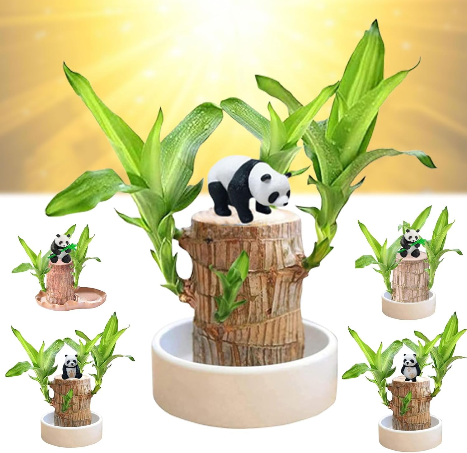 Brazilian Lucky Tree, Brazilian Lucky Wood Plant with Plastic Tray ...