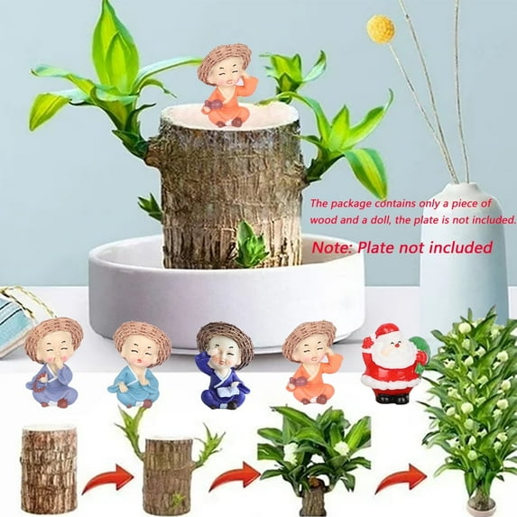 Brazilian Lucky Wood Stump with Doll, Hydroponic Air Purifying Plant ...