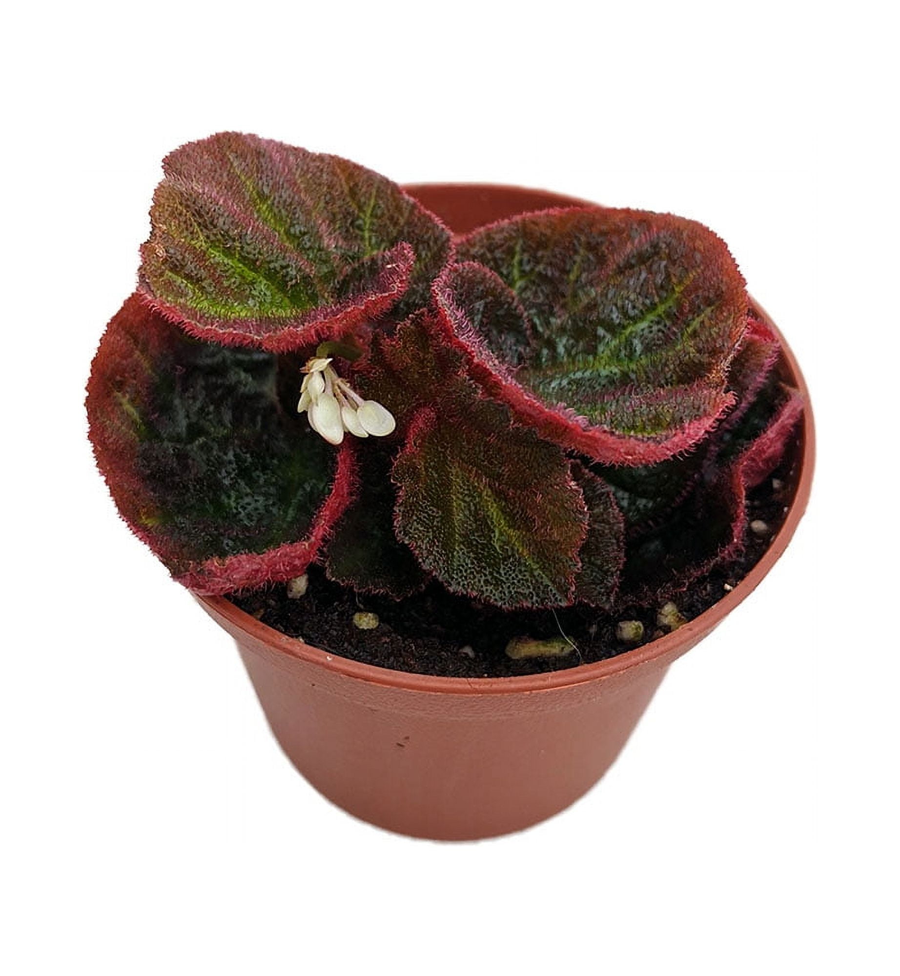 Brazilian Species Begonia Plant - 2.5" Pot- Terrarium/Fairy Garden ...