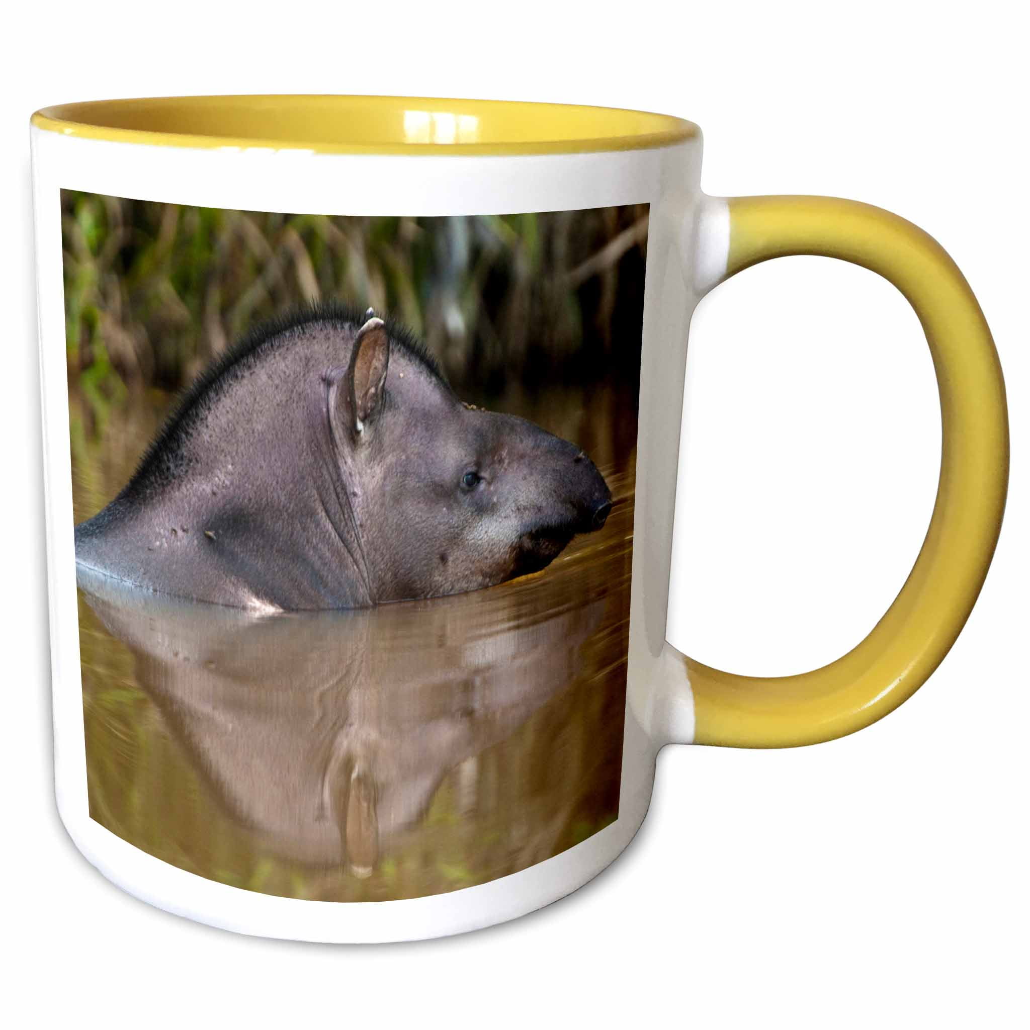 3drose, Brazilian Tapir Wildlife, Iwokrama Forest, Guyana - Sa11 ...