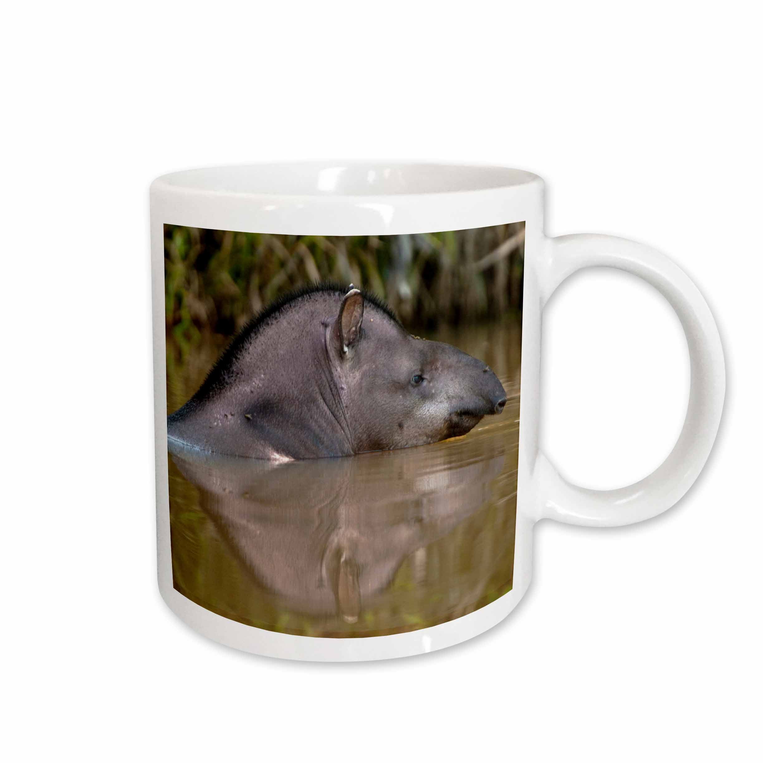 3drose, Brazilian Tapir Wildlife, Iwokrama Forest, Guyana - Sa11 ...