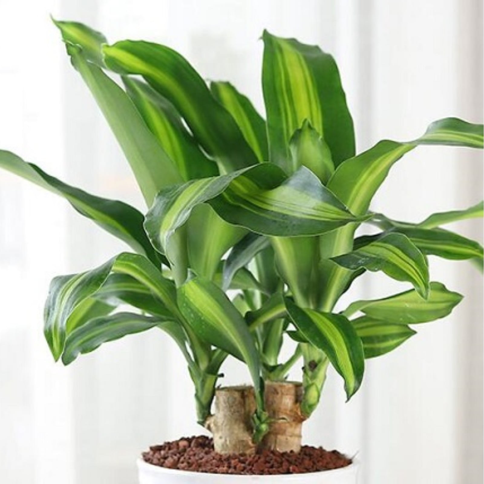 Brazilian Wood,Brazilian Wood Plant,Large Brazilian Wood Plant,Home ...