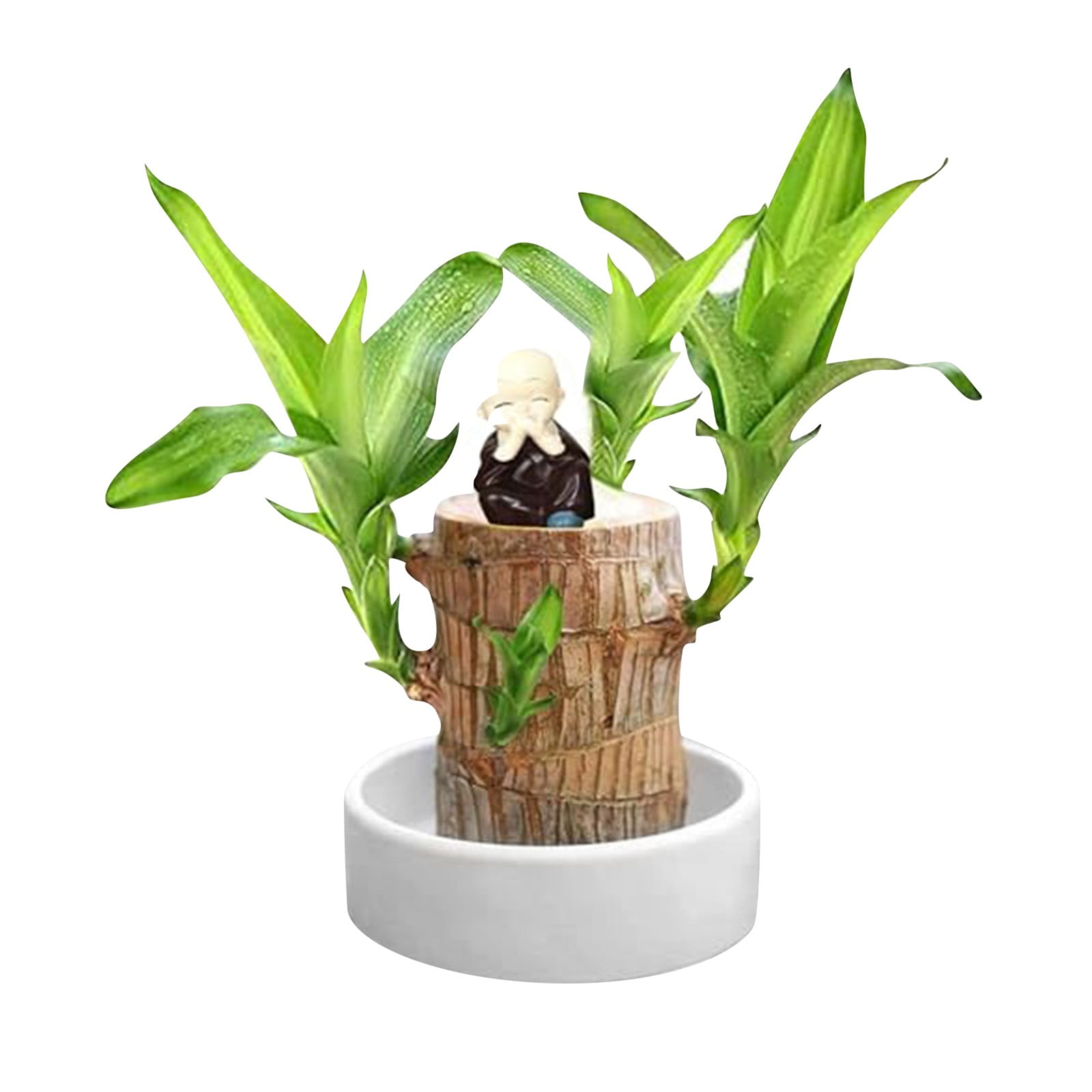 Brazilian Wood , Brazil Lucky Tree,Brazilian Wood Hydroponic ...