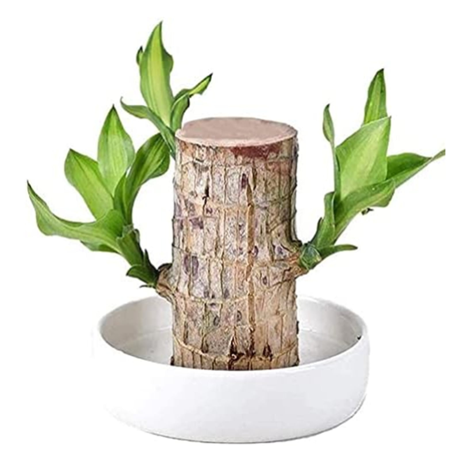 Brazilian Wood Plant, Brazilian Lucky Wood Plant Pot,Brazilian Wood ...