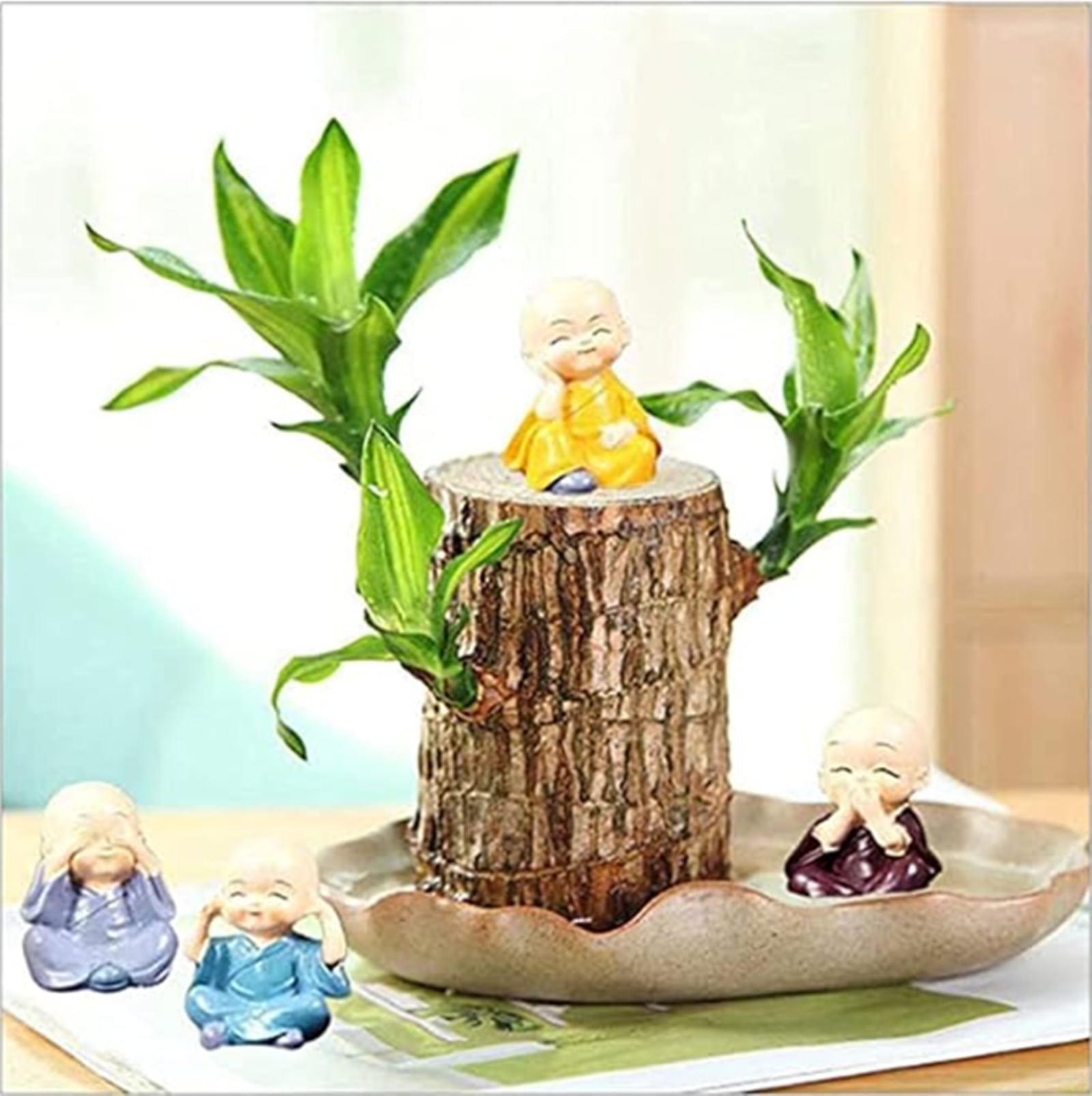 Brazilian Wood Plant, Brazilian Lucky Wood Plant Pot,Brazilian Wood ...