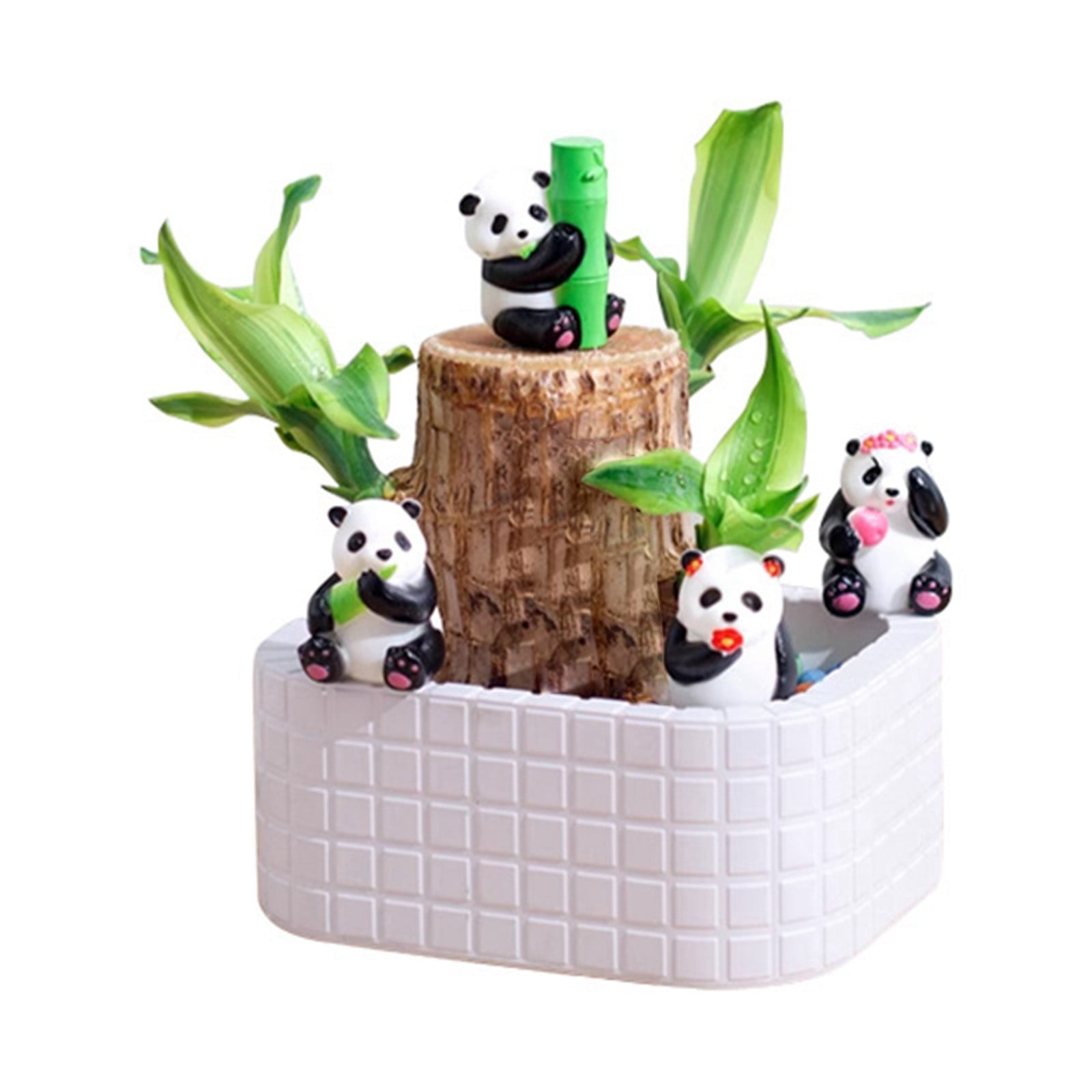 Brazilian Wood Brazilian Lucky Wood Hydroponic Potted Mini Brazil Tree with Tray for Desktop ...