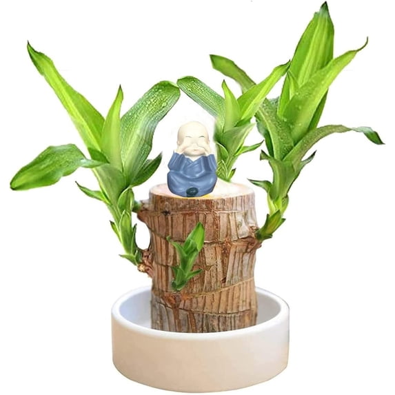 Brazilian Wood Plant, Brazilian Wood Decor, 2024 New Mini Home Decor ...