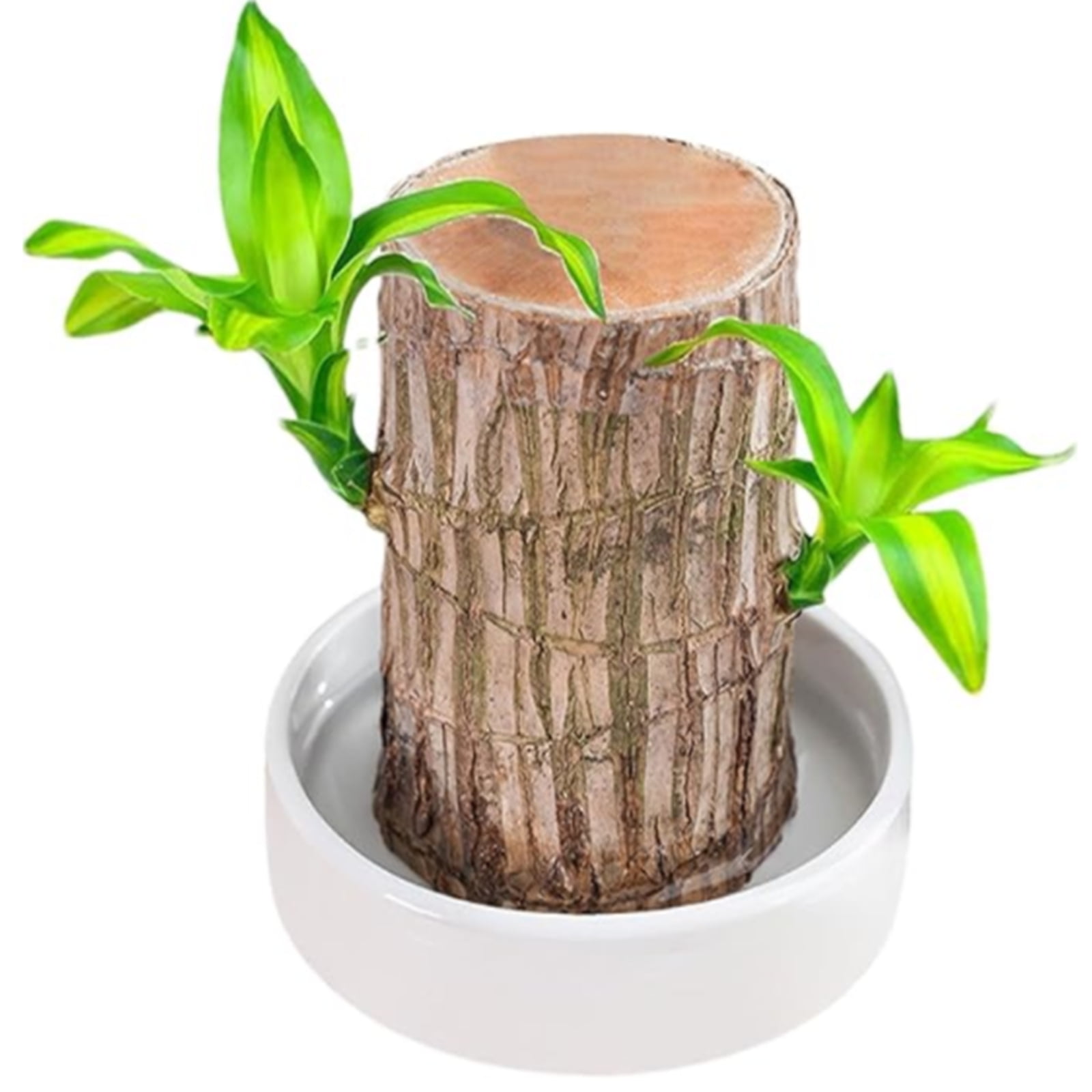 Brazilian Wood Plant, Brazilian Wood Plant Live,Plant For Brazilian ...