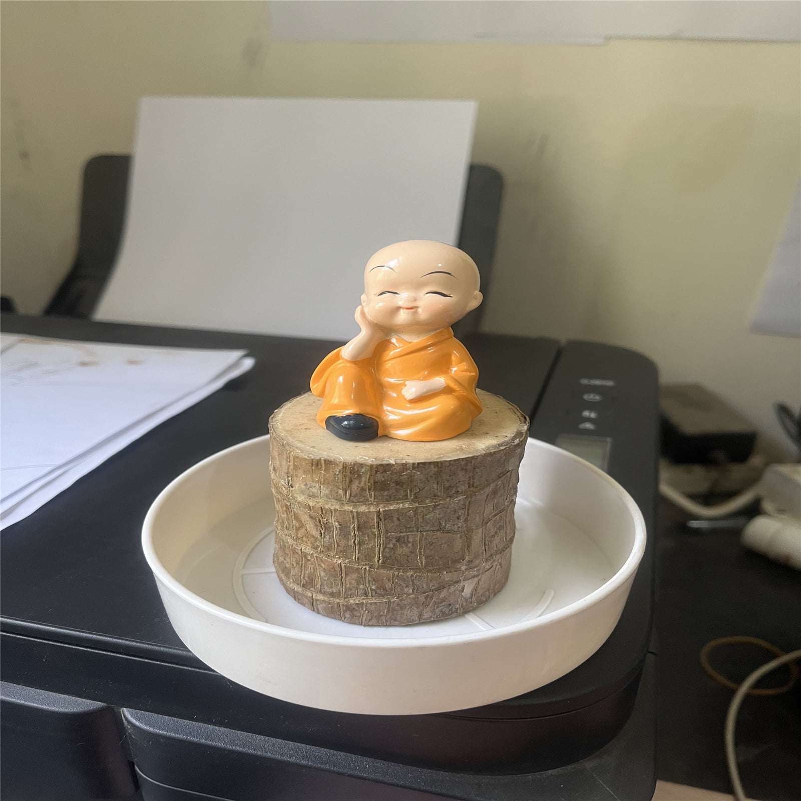 Brazilian Wood Plant, Brazilian Wood Plant Live,Plant For Brazilian ...