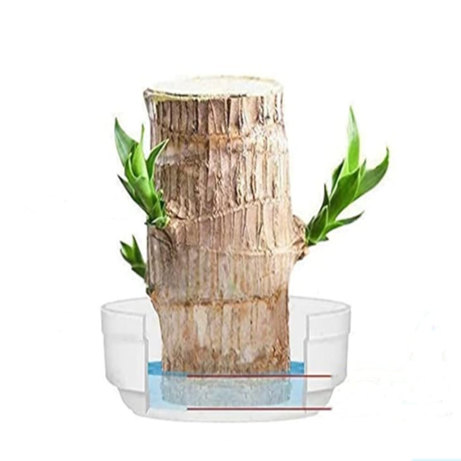 Brazilian Wood Plant, Brazilian Wood Plant Live,Plant For Brazilian ...