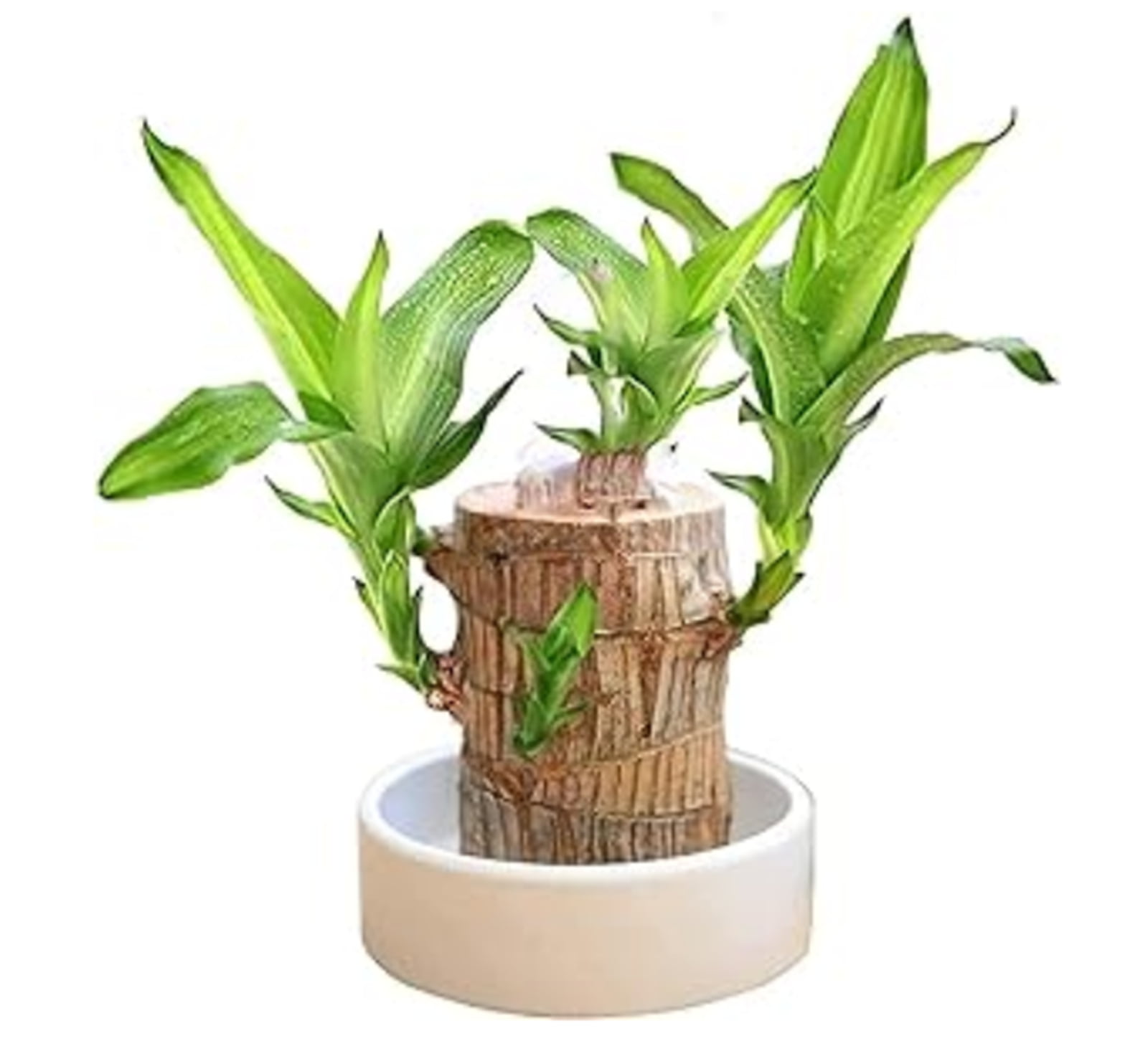 Brazilian Wood Plant, Brazilian Wood Plant Live,Plant For Brazilian ...