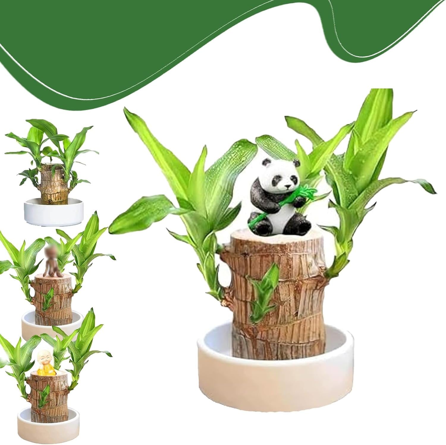 Brazilian Wood Plant,Fortune Brazil Wood Potted Plant,Brazilian Wood Hydroponic Plant, Brazilian ...