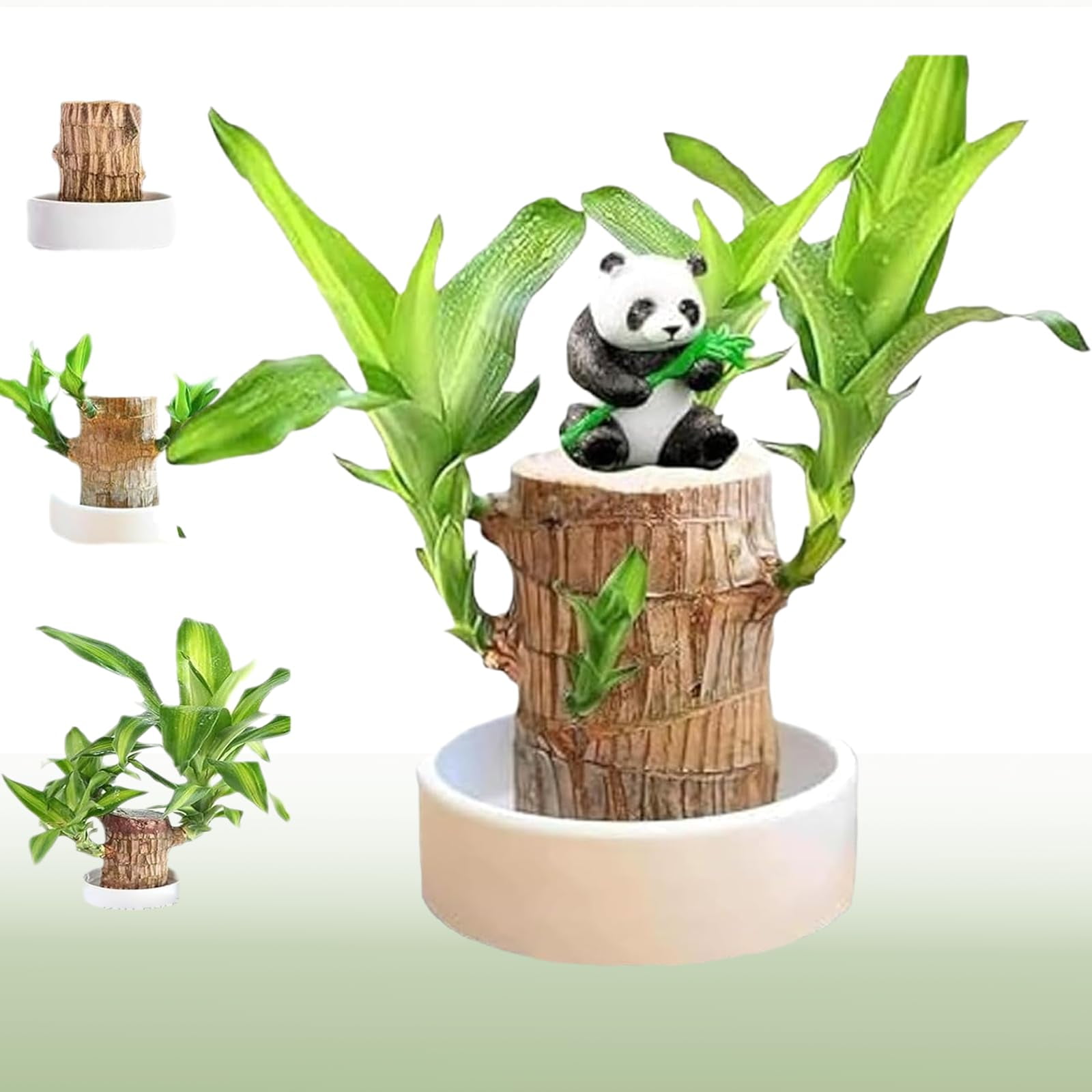 Brazilian Wood Plant,Fortune Brazil Wood Potted Plant,Brazilian Wood Hydroponic Plant, Brazilian ...