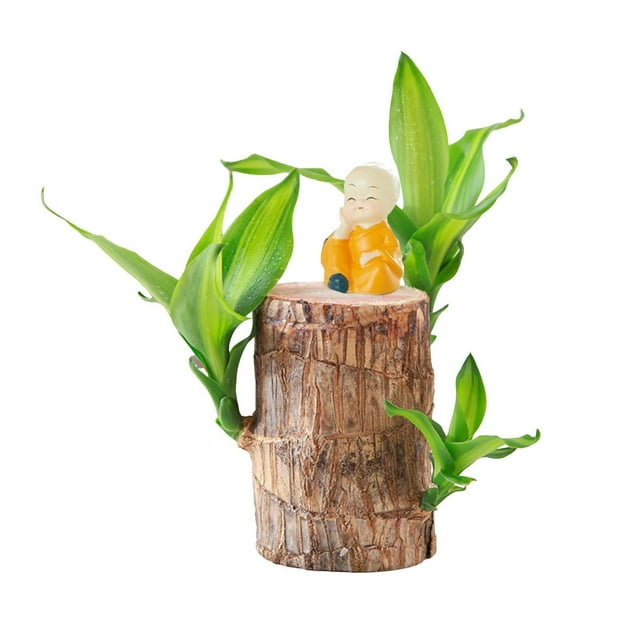 Brazilian Wood - Lucky Brazil Wood Potted ,Brazilian Wood Hydroponic ...