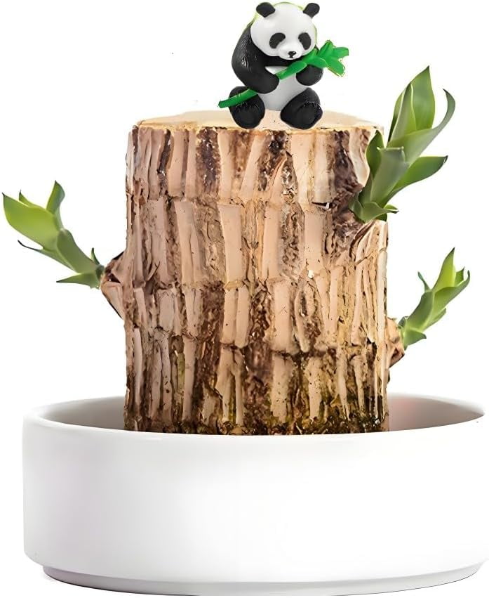 Brazilian Wood Plant,Mini Brazil Lucky Wood,Lucky Tree,with Ceramic ...