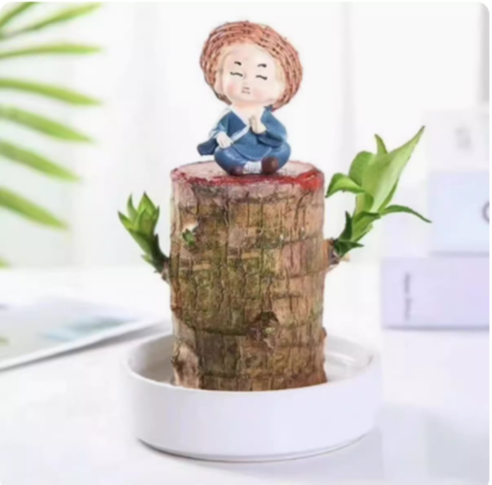 Brazilian Wood Plant, Brazilian Wood Plant Live,Plant For Brazilian ...