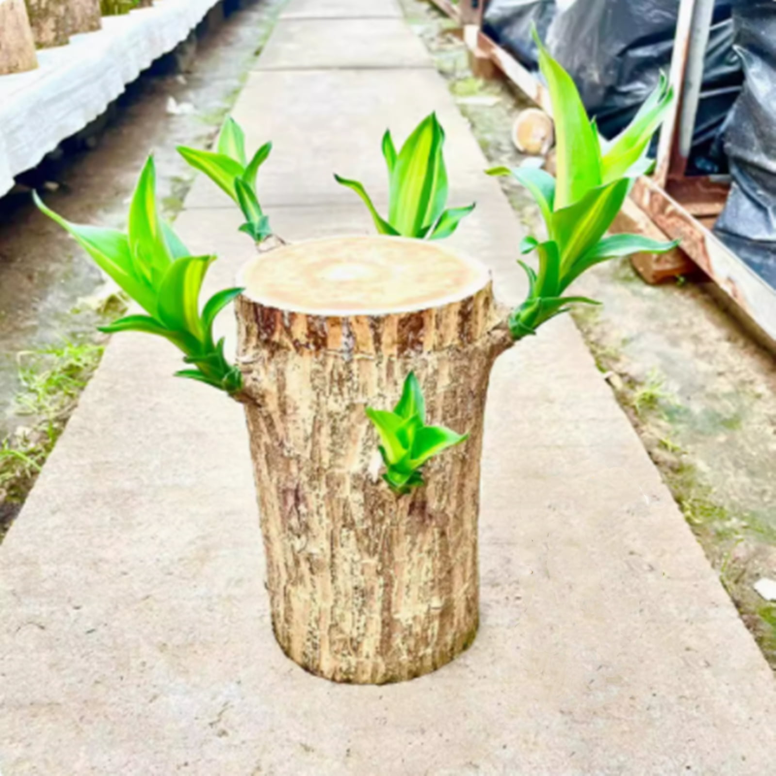 Brazilian Wood Plant, Brazilian Wood Plant Live,Plant For Brazilian ...