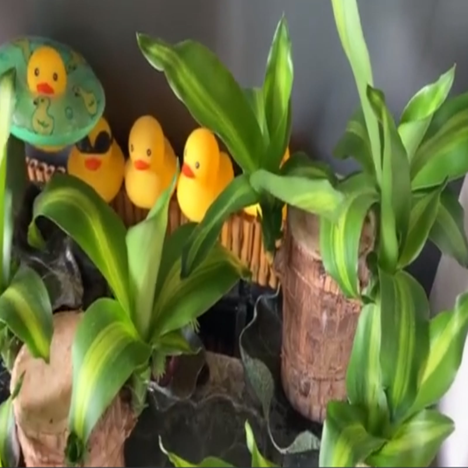 Brazilian Wood Plant, Brazilian Wood Plant Live,Plant For Brazilian ...