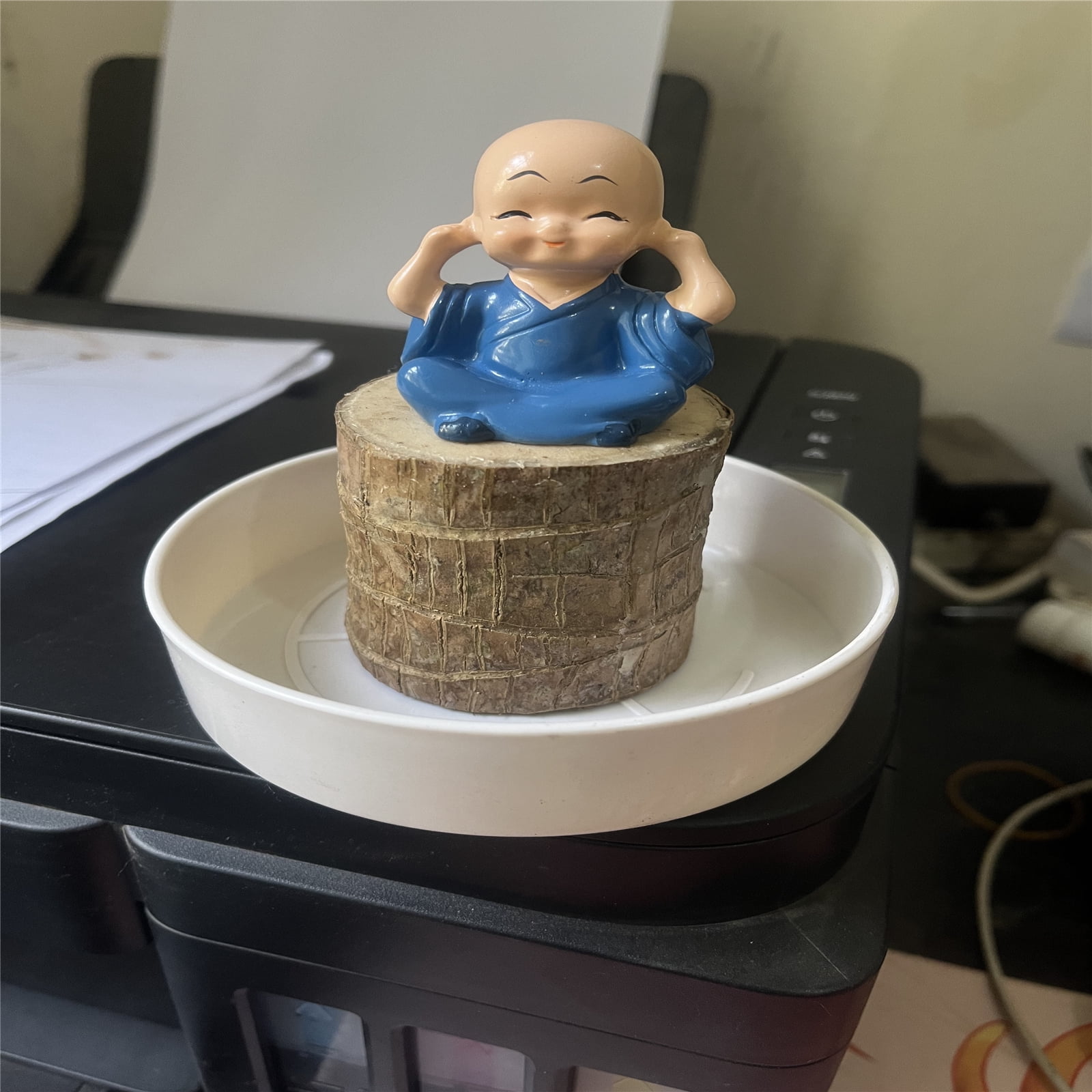 Brazilian Wood Plant, Brazilian Wood Plant Live,Plant For Brazilian ...