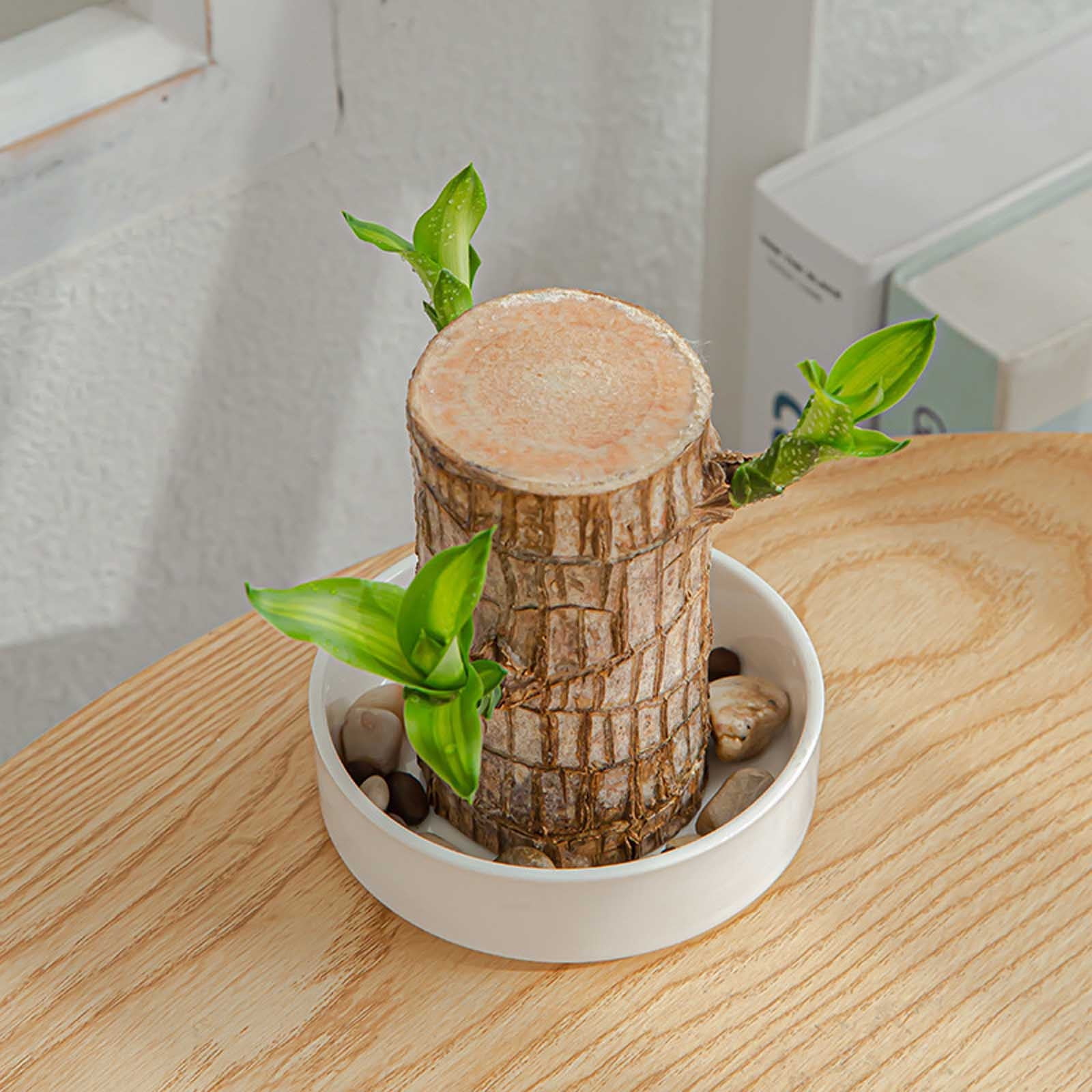 Brazilian Wood Plant Pot (Plants Not Included), Ceramic Brazilian Wood ...
