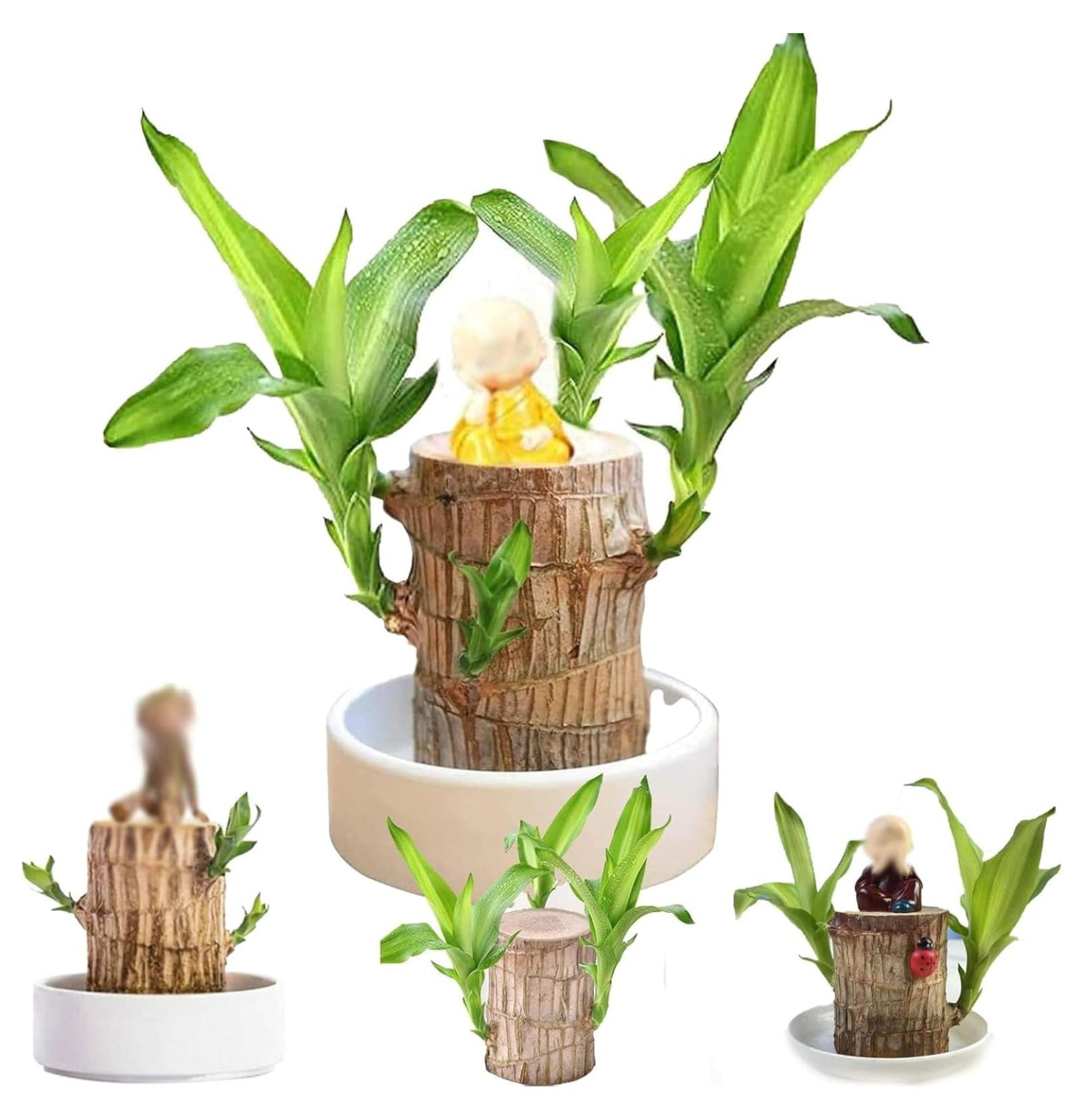 Brazilian Wood Plant Set, Brazilian Wood Plant with Panda Statue ...
