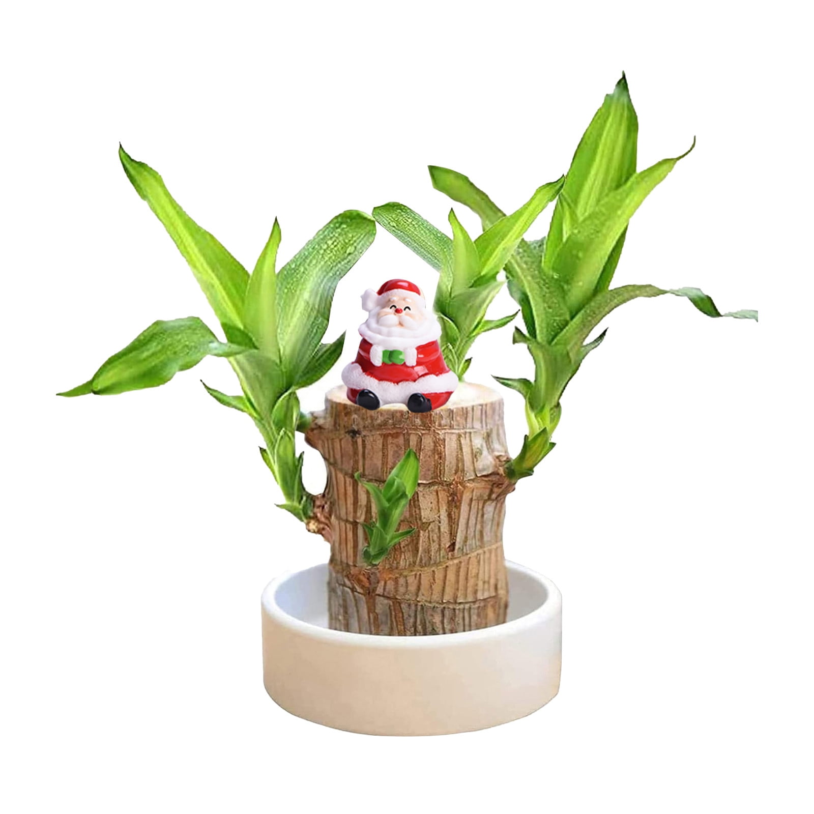 Brazilian Wood Plant Set, Christmas Decor Brazilian Lucky Wood Plant ...