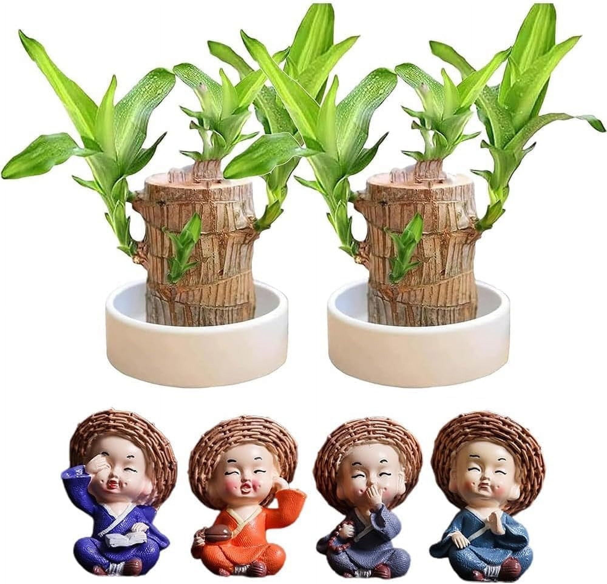 Brazilian Wood Potted Plant Decoration, Brazilian Wood Mini Monk Potted ...