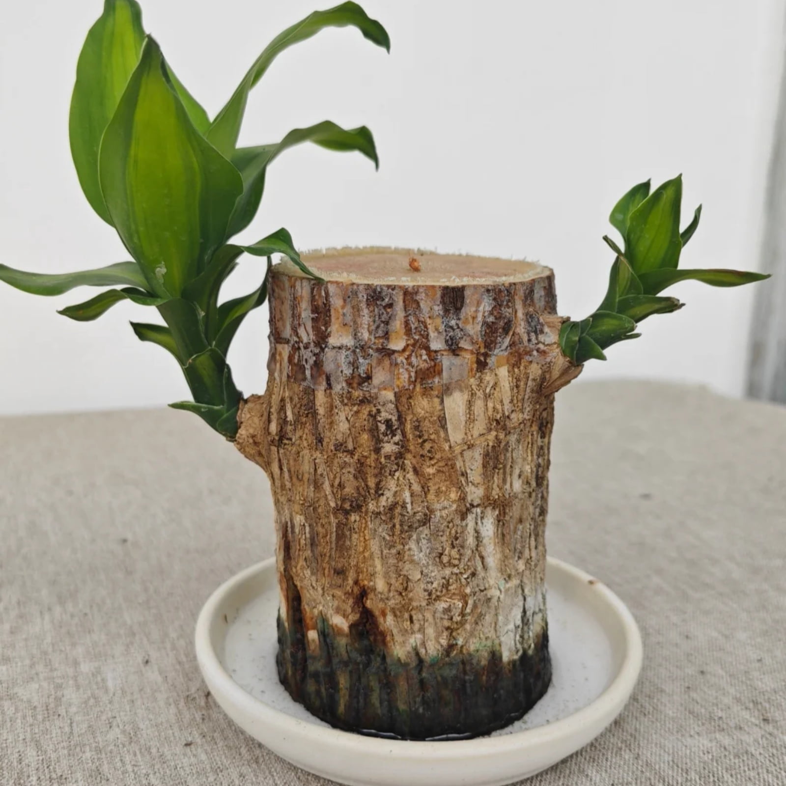 Brazilian wood-Easy Planting,Indoor or Outdoor - Walmart.com