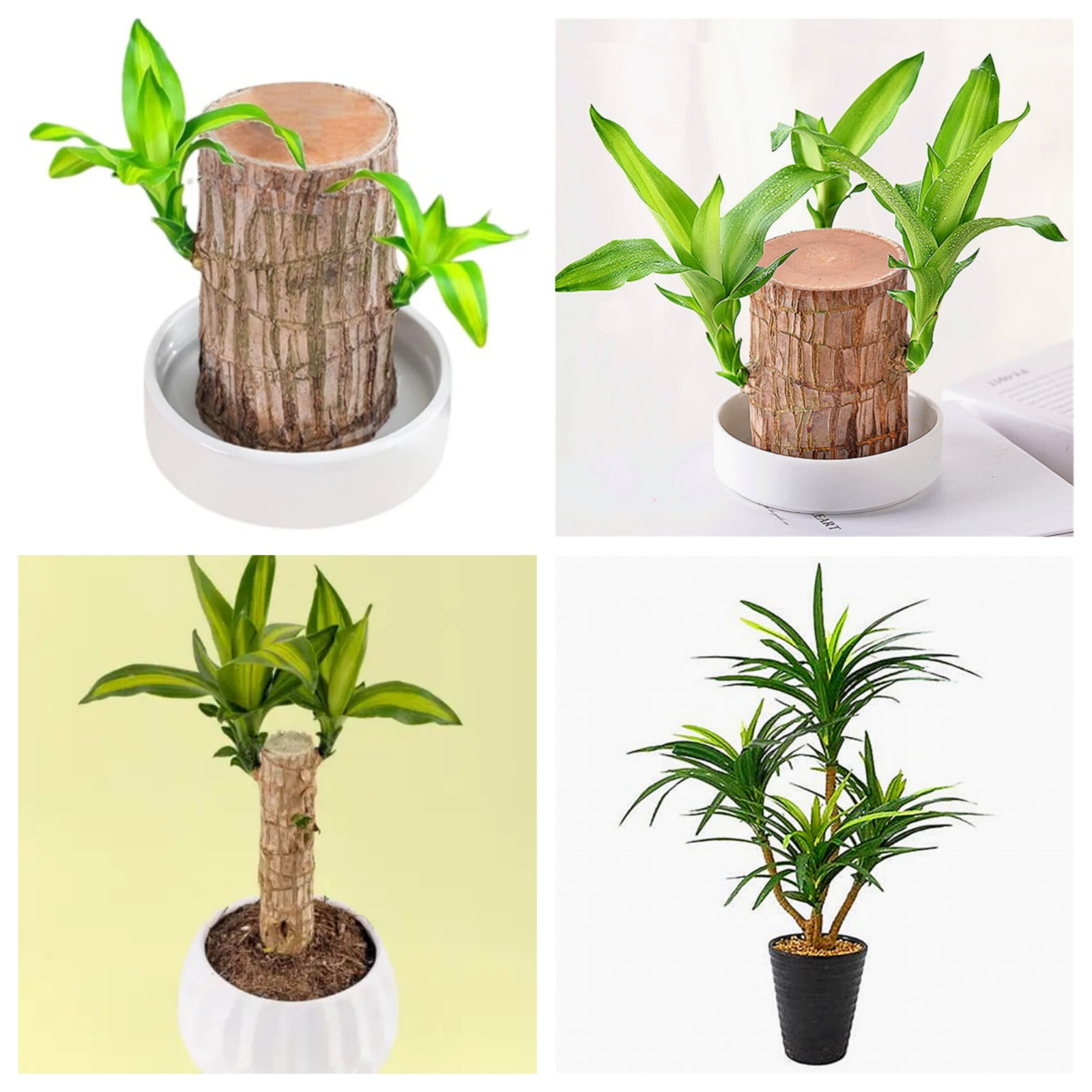 Brazilian wood hydroponic plants, lucky wood potted plants, Simple ...