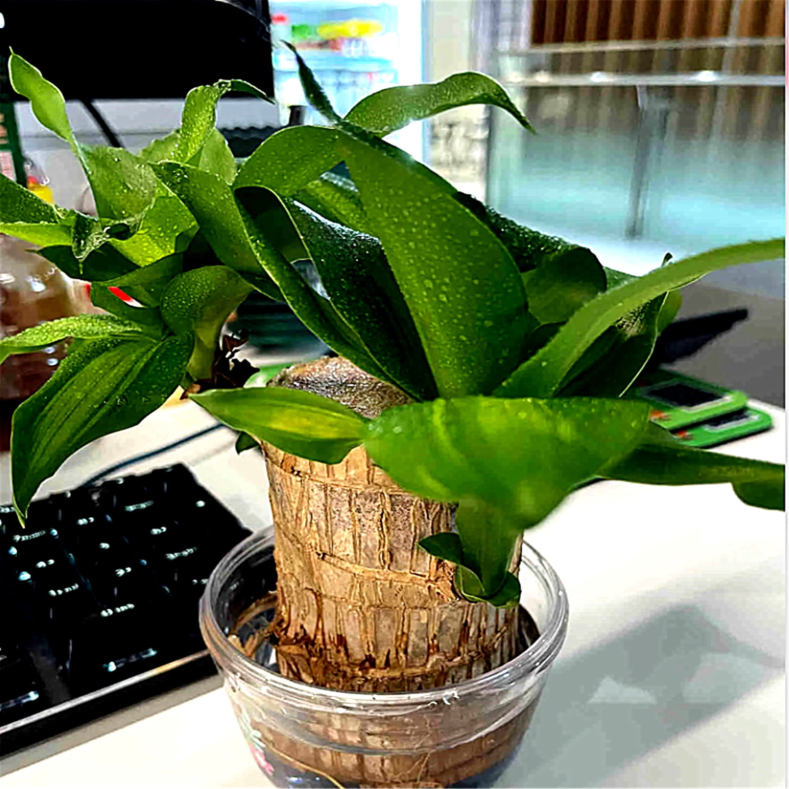 Brazilian wood lucky wood hydroponic plants flowering potted flowers green plants simple indoor ...