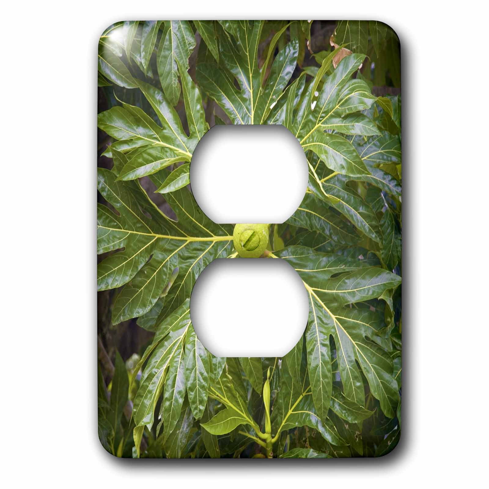 Breadfruit tree, Moorea, French Polynesia - OC13 DPB0078 - Douglas ...