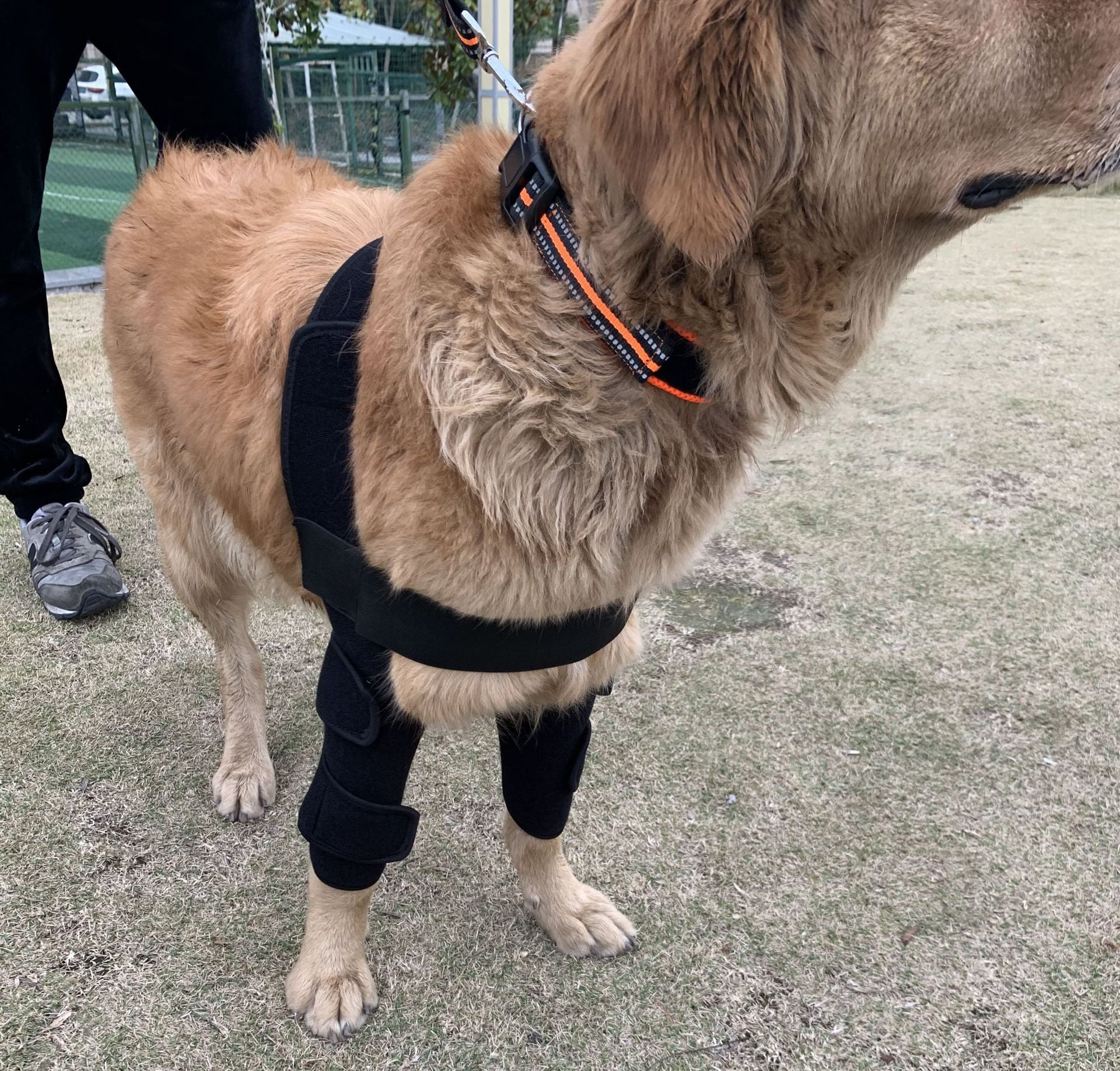 Breathable Dog Elbow Brace Protector Pads For Canine Elbow And Shoulder Support Elbow Hygroma ...