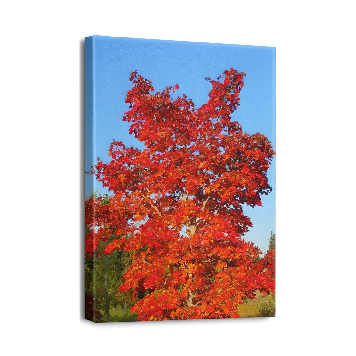 Breathtaking 12x16 Landscape Forest, Tree & Plant Nature Scenery on ...