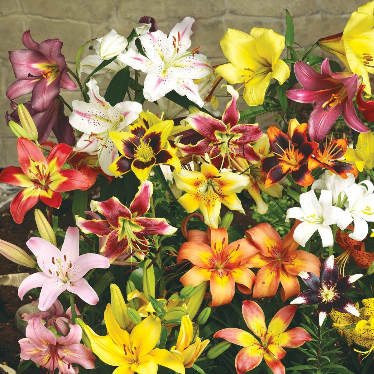 All Summer Trumpet Mixed Lilies, Dormant Spring Flowering Bulbs, 25 ...