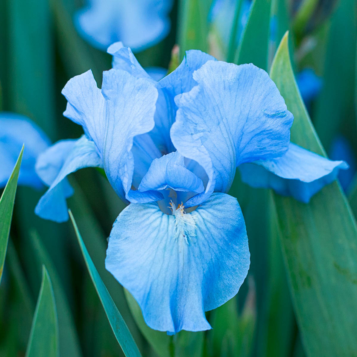 Breck's Blue and White Flowering Stairway to Heaven Bearded Iris Bare ...