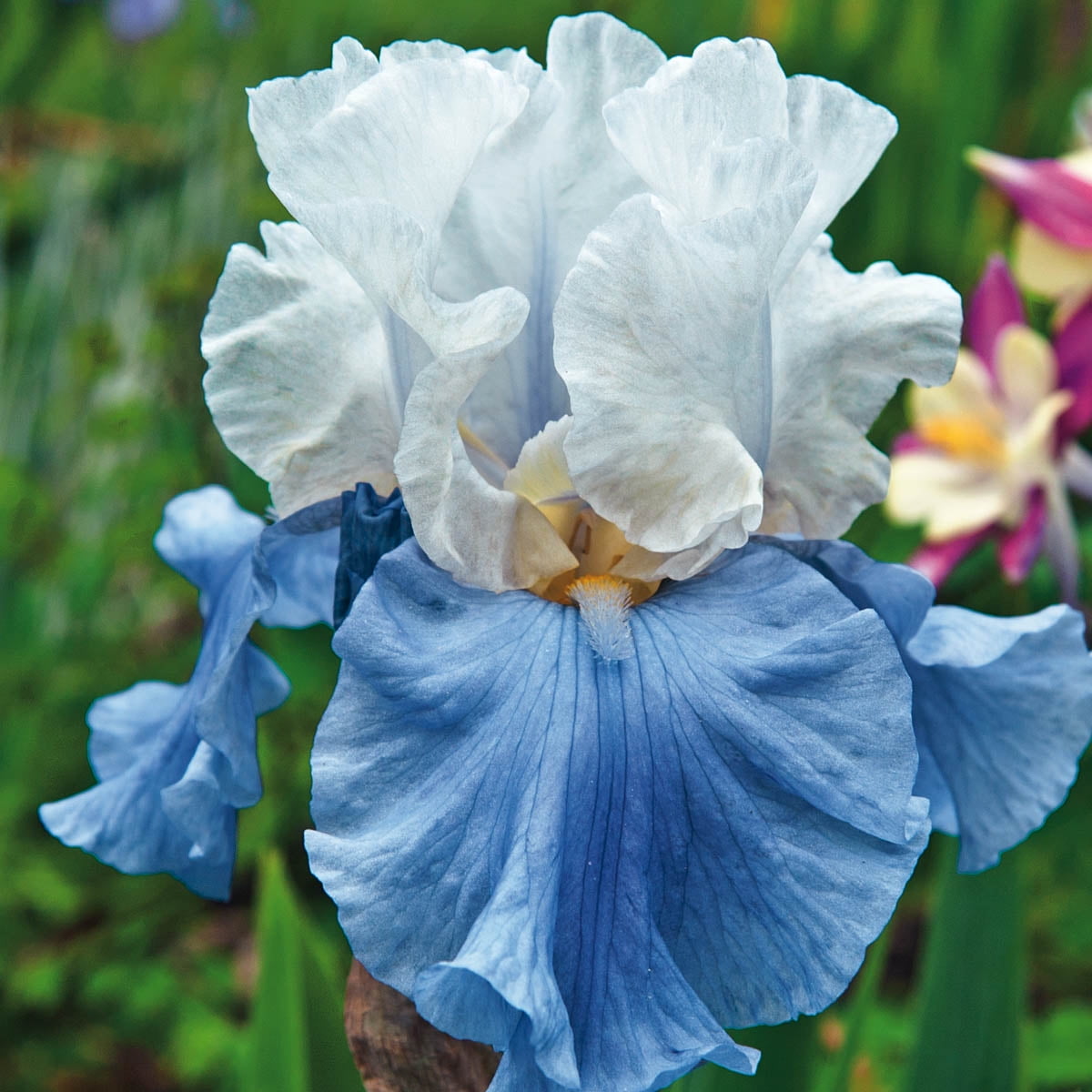 Breck's Blue and White Flowering Stairway to Heaven Bearded Iris Bare ...