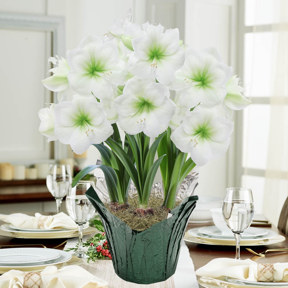 Breck's - Christmas Gift White Flowering Amaryllis Gift Kit - 3 bulbs ...