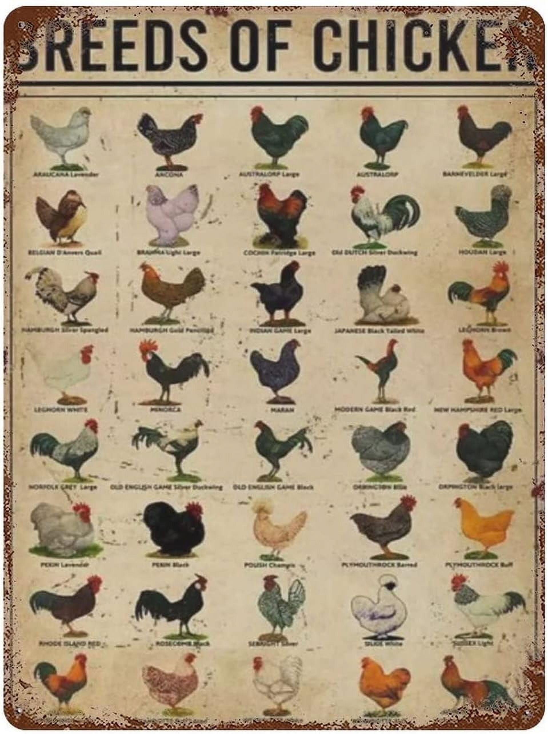 Breed Chicken Metal Signs Vintage Rooster Knowledge Tin Poster Kitchen ...