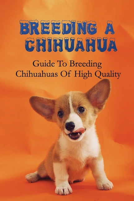 Breeding A Chihuahua: Guide To Breeding Chihuahuas Of High Quality ...